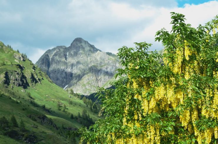 6 Interesting Laburnum Tree Varieties | Horticulture.co.uk