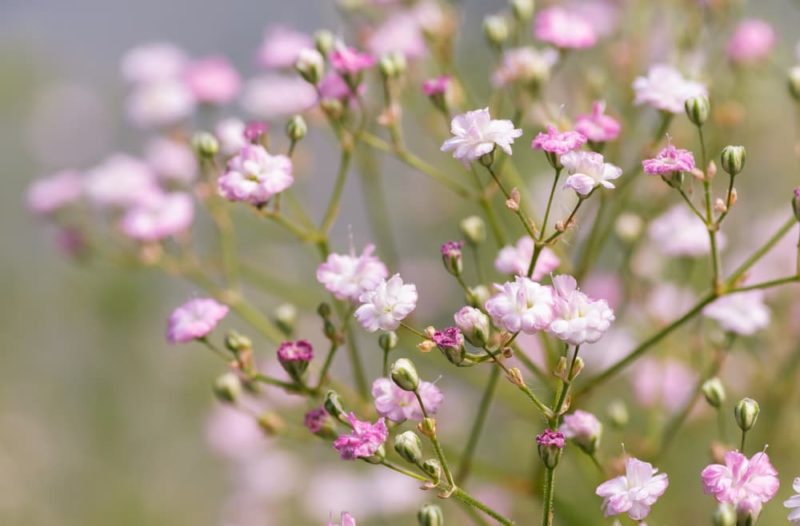 11 Ornate Gypsophila Varieties Including Florist’s Gyp - 'This Genus ...