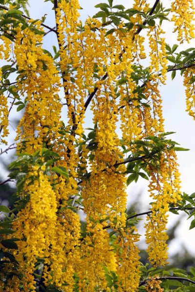 Grow A Laburnum Tree For An Incredible Display Of Cascading Yellow ...