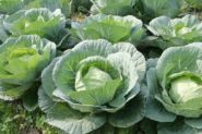 Growing Spring Cabbage | Horticulture Magazine