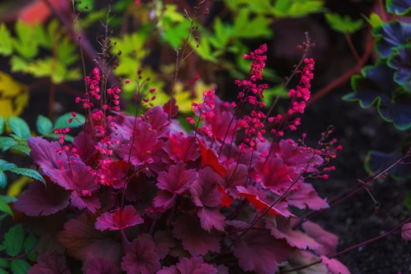 Here Are 24 Types Of Heuchera With Multiple RHS AGM Award Winners To ...