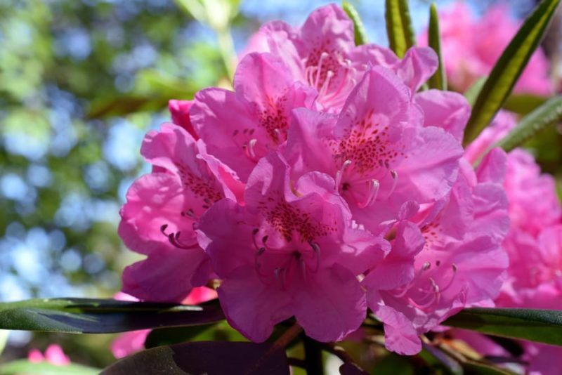 There Are 10,000+ Azalea Varieties Out There - But These Are Our ...