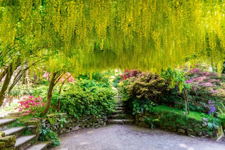 How to Draw Laburnum Tree Flower - Ortiz Promese