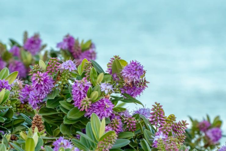 How To Grow And Care For Hebe According To Professional Grower Charlie ...