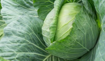Growing Spring Cabbage | Horticulture Magazine
