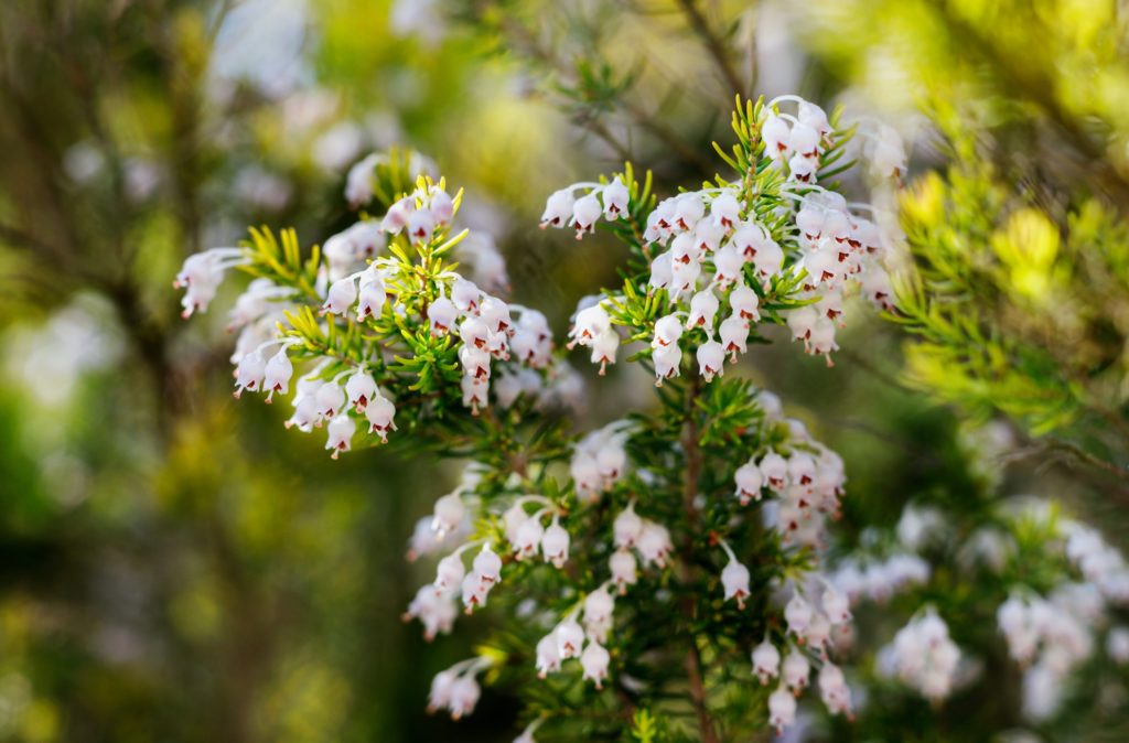 Erica Arborea 'Tree Heather' Care & Growing | Horticulture