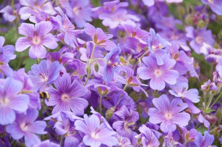 This Is How To Grow And Care For Hardy Geraniums According To Nursery ...