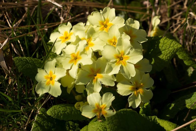 How To Plant And Grow Primroses: 'Great For Pots And Can Be Placed In ...