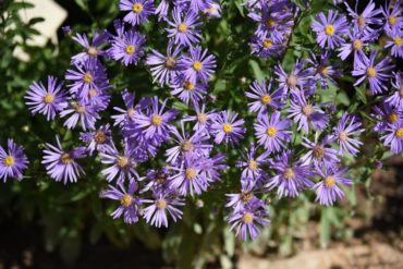 Want To Grow Asters? Don't Miss These Great Options With Care ...