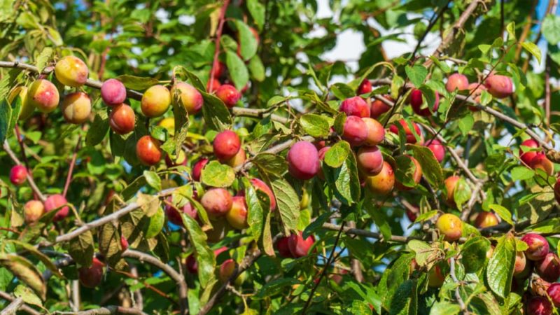 Pruning Requirements For A Plum Tree Are Different To Other Fruits ...