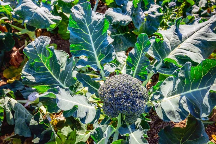 Growing Calabrese AKA 'Broccoli' - Here Are Some Top Tips From ...