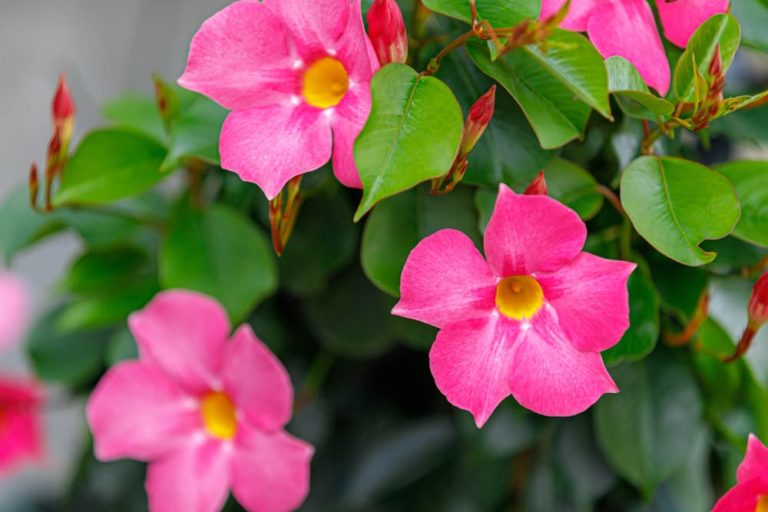 Mandevilla 'Rock Trumpet' Plants - Happiest Grown In A Conservatory Or ...
