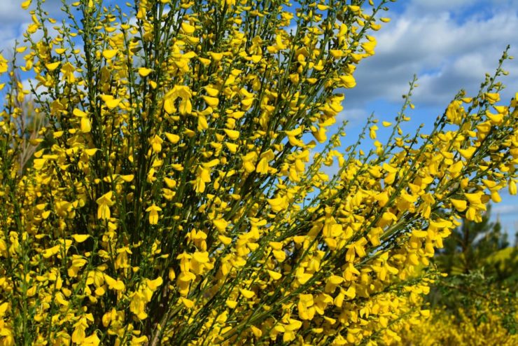 Here's A Blend Of Native And Non-Native Shrubs Best Suited To Garden ...