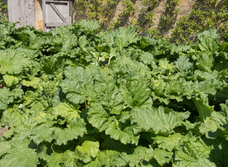 Split Rhubarb To Maintain Plant Health And Vigour - Here's The Simple 6 ...