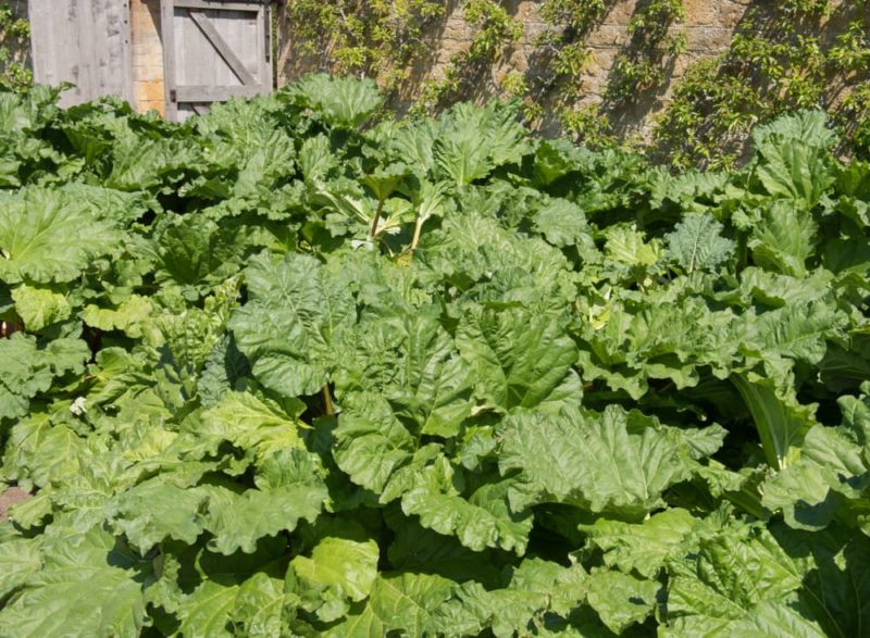 Split Rhubarb To Maintain Plant Health And Vigour - Here's The Simple 6 ...