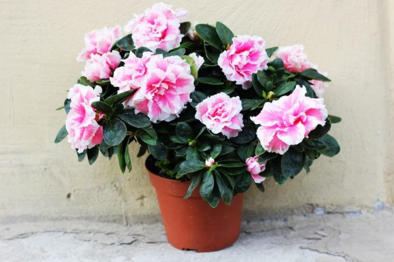 12 Evergreen Shrubs That Are Ideal For Pots | Horticulture.co.uk