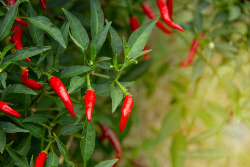 From Air Drying To Dehydrating: 3 Options To Dry And Preserve Chillies ...