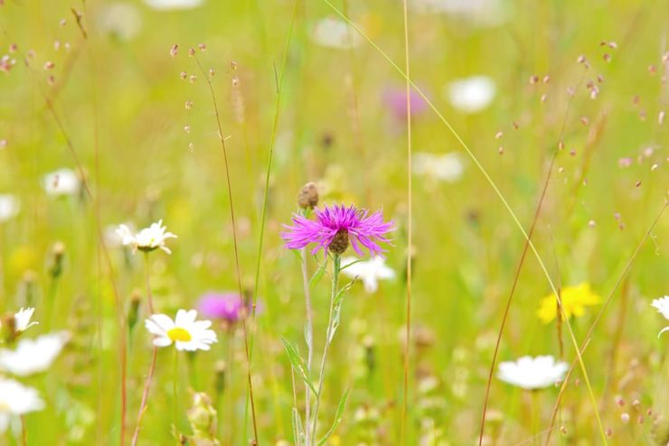Create Your Own Small Meadow Garden In Just 5 Steps (Annual Or ...