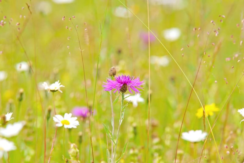 Create Your Own Small Meadow Garden In Just 5 Steps (Annual Or ...