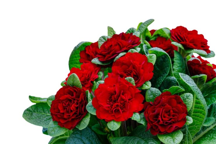 How To Plant And Grow Primroses: 'Great For Pots And Can Be Placed In ...