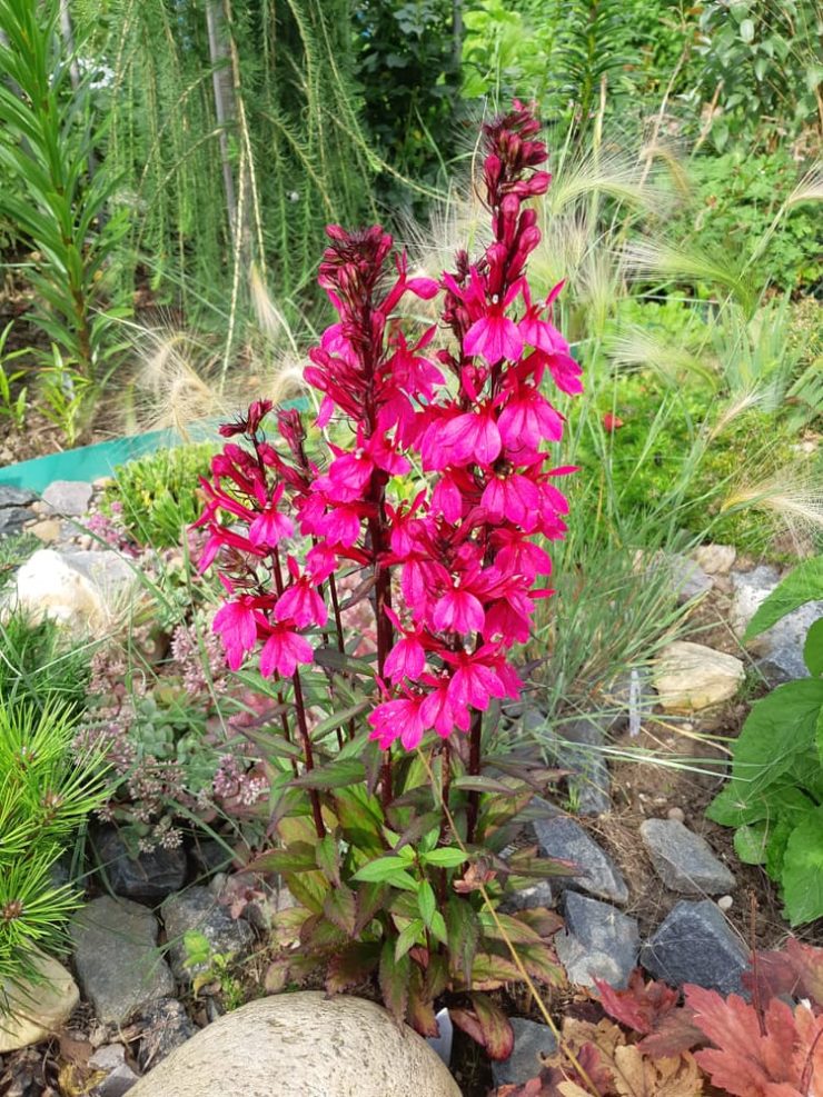 How To Grow & Care For Lobelia | Horticulture.co.uk