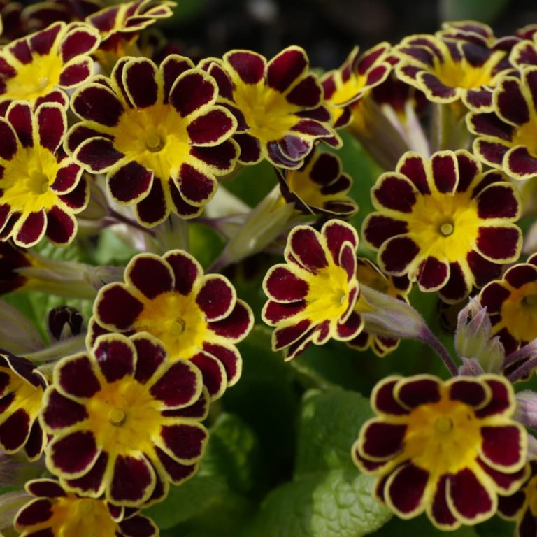 How To Plant And Grow Primroses: 'Great For Pots And Can Be Placed In ...
