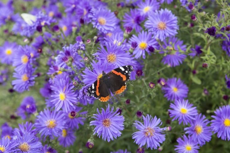 Want To Grow Asters? Don't Miss These Great Options With Care ...