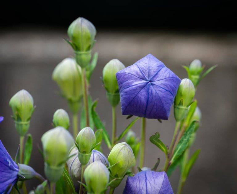 Platycodon 'Balloon Flower' | Horticulture Magazine