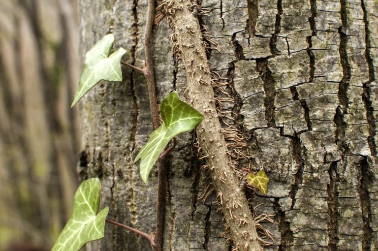 Overgrown Ivy Can Become Problematic - Consider These Ideas To Control ...