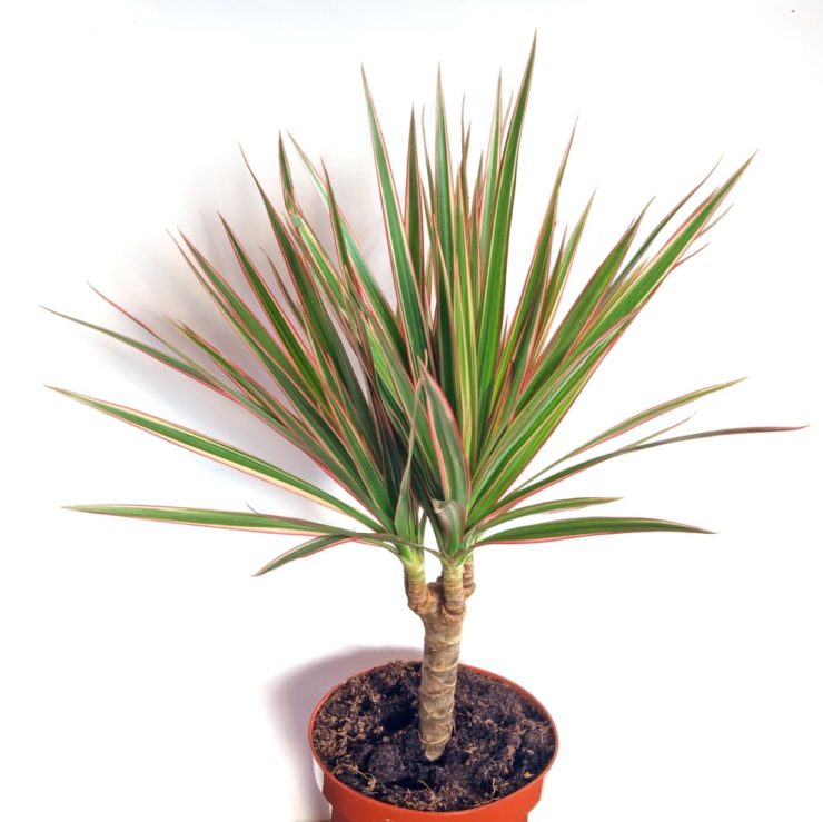 Dragon Tree Houseplant Care - This Is How You Should Water, Repot And ...
