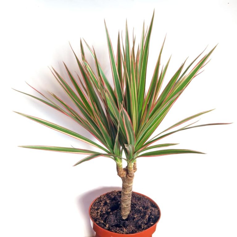Dragon Tree Houseplant Care - This Is How You Should Water, Repot And ...
