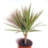 Dragon Tree Houseplant Care - This Is How You Should Water, Repot And ...