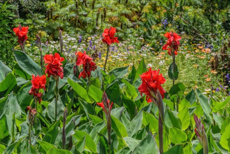 How You Can Grow Beautiful Canna Lilies As A Spot And Dot Plant In ...