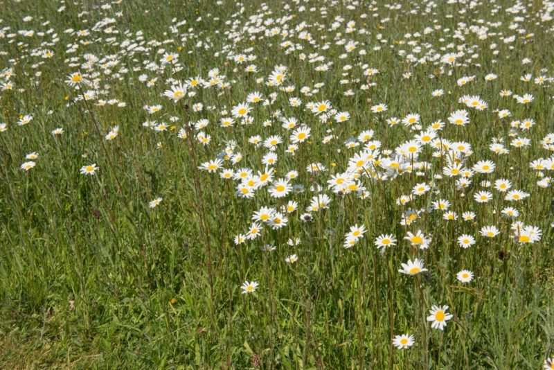 Create Your Own Small Meadow Garden In Just 5 Steps (Annual Or ...