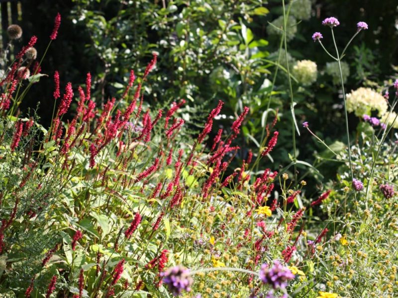Plants And Flowers That Spread Easily | Horticulture.co.uk