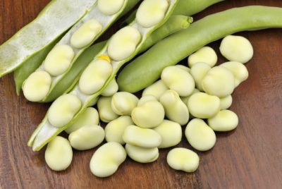 10 Broad Bean Varieties Selected For Taste, Productiveness And ...