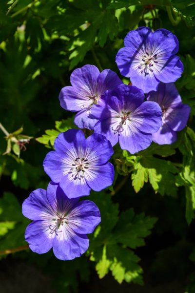 Choosing The Best Hardy Geranium Varieties With Gary Carroll From ...