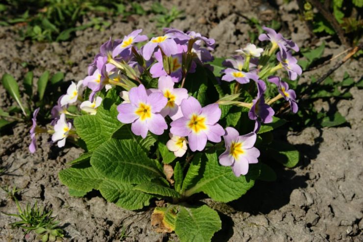 18 Primrose Varieties For An English Garden | Horticulture