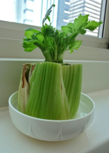 Celery Varieties And Growing Methods With Permaculture Gardener ...