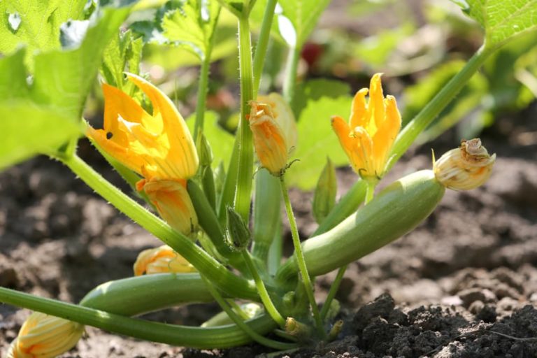 Follow These Guidelines When Growing Marrows For A Bumper Harvest ...