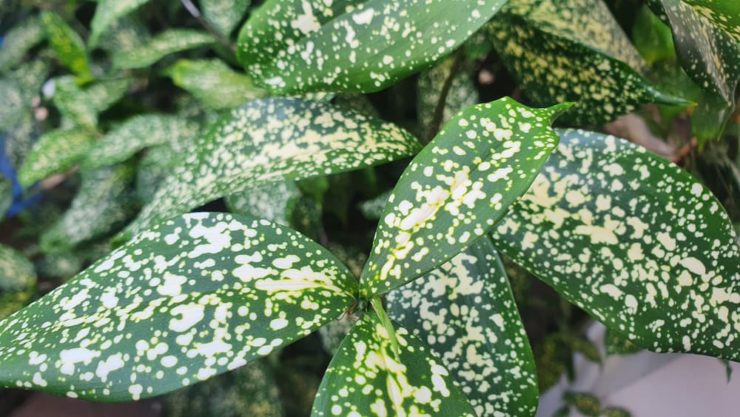 Rounding Up 15 Of The Best Dracaena ‘Dragon Plants’ With Chris Lee ...