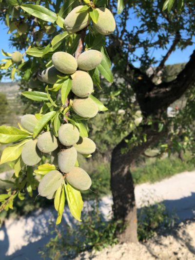 Almond Trees Can Be Tricky To Grow - Here Are Some Important Guidelines ...