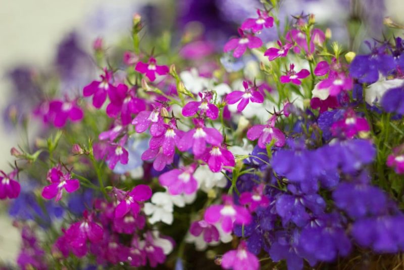 Grow And Care For Lobelia Plants - Ideal For A Rock Garden Or Mass ...