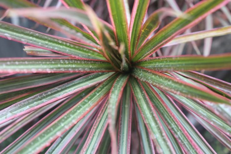 Dragon Tree Houseplant Care - This Is How You Should Water, Repot And ...