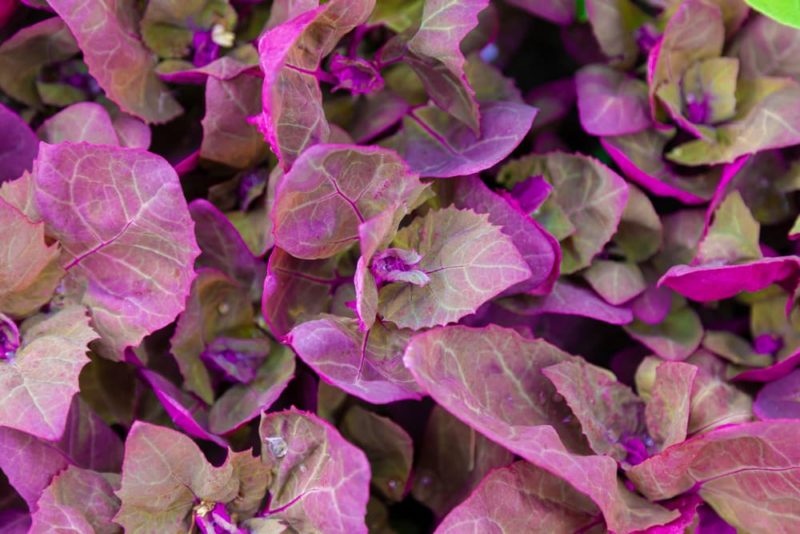 How To Grow And Harvest Spinach: This Crop Can Provide A Yield All Year ...