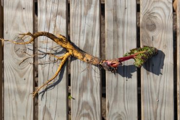 Split Rhubarb To Maintain Plant Health And Vigour - Here's The Simple 6 ...