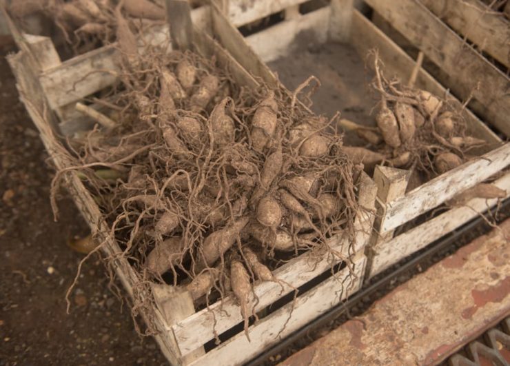 Should You Dig Up Your Dahlia Tubers? Experts Offer Their Advice For ...