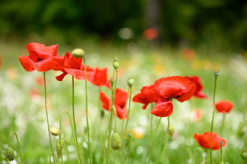 Create Your Own Small Meadow Garden In Just 5 Steps (Annual Or ...