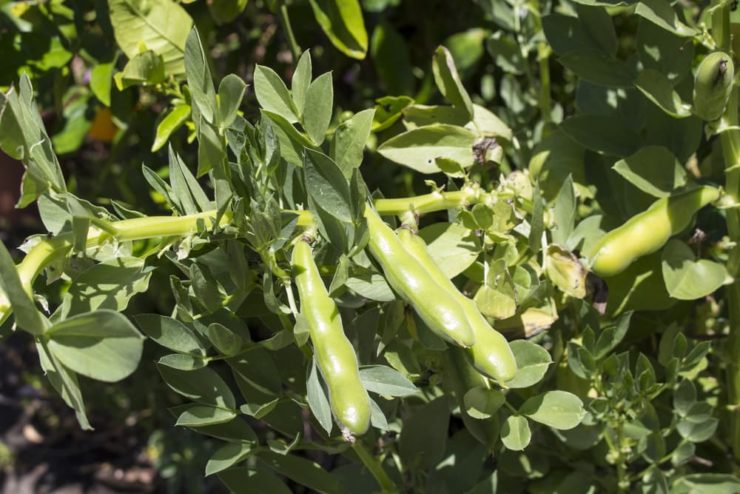 10 Broad Bean Varieties Selected For Taste, Productiveness And ...