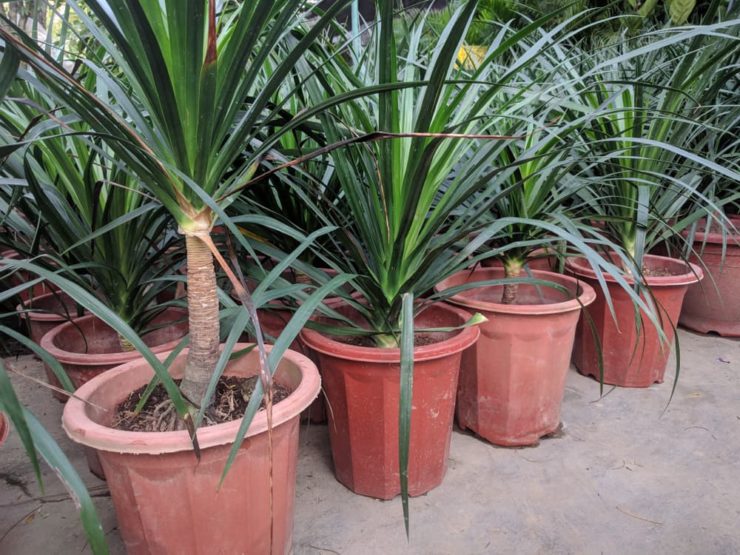 Rounding Up 15 Of The Best Dracaena ‘Dragon Plants’ With Chris Lee ...